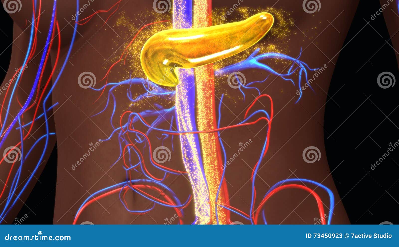 Alvleesklier stock afbeelding. Image of spijsvertering - 73450923