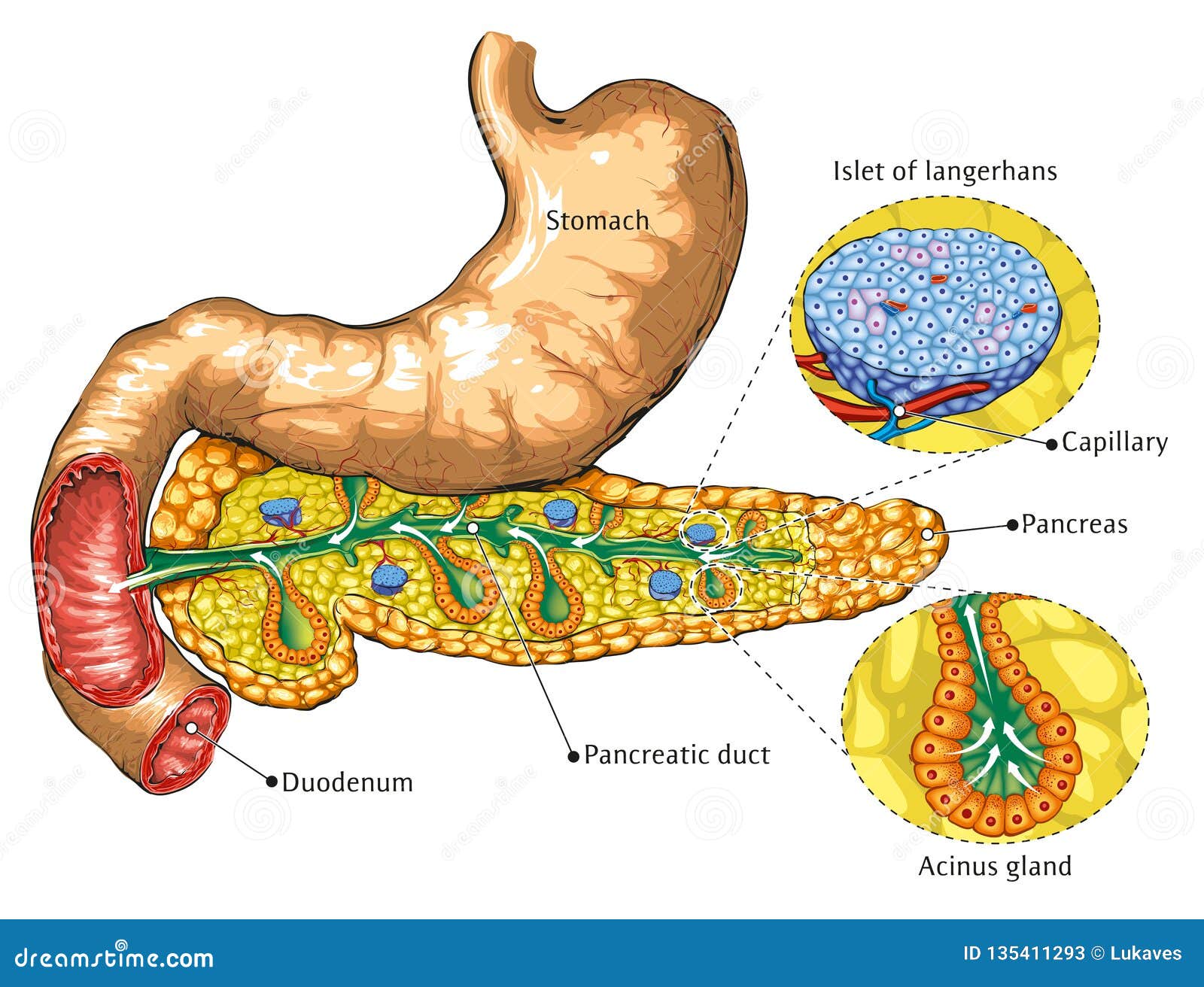 Alvleesklier en maag vector illustratie. Illustration of darm - 135411293