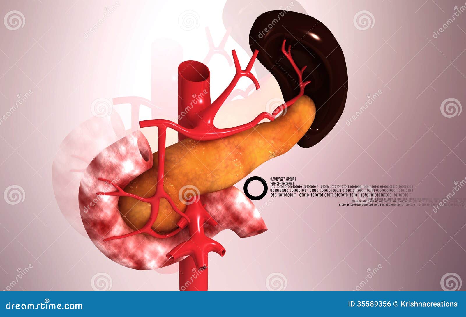Alvleesklier en milt stock illustratie. Illustration of ...