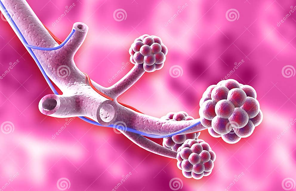 Alvéolos stock de ilustración. Ilustración de capilar - 32226530