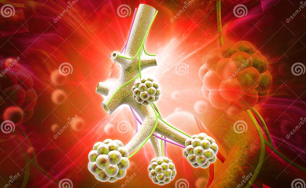 Alvéolos stock de ilustración. Ilustración de vena, rojo - 38900367