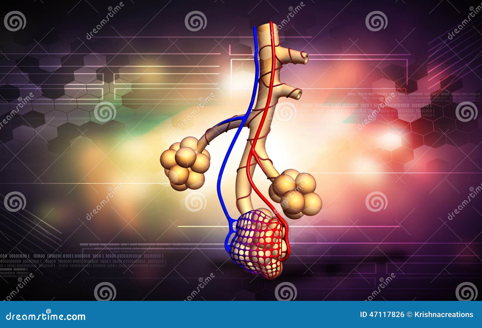 Alvéolos stock de ilustración. Ilustración de arteria - 47117826