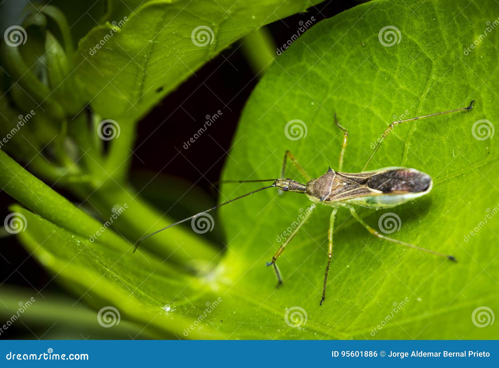 Alydidae insect on a leaf stock photo. Image of closeup - 95601886