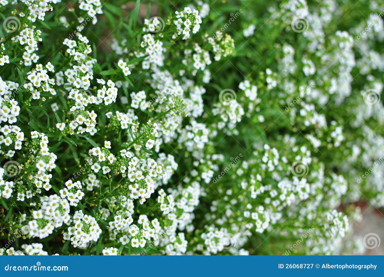Alyssum flowers stock image. Image of plant, fragrant - 26068727