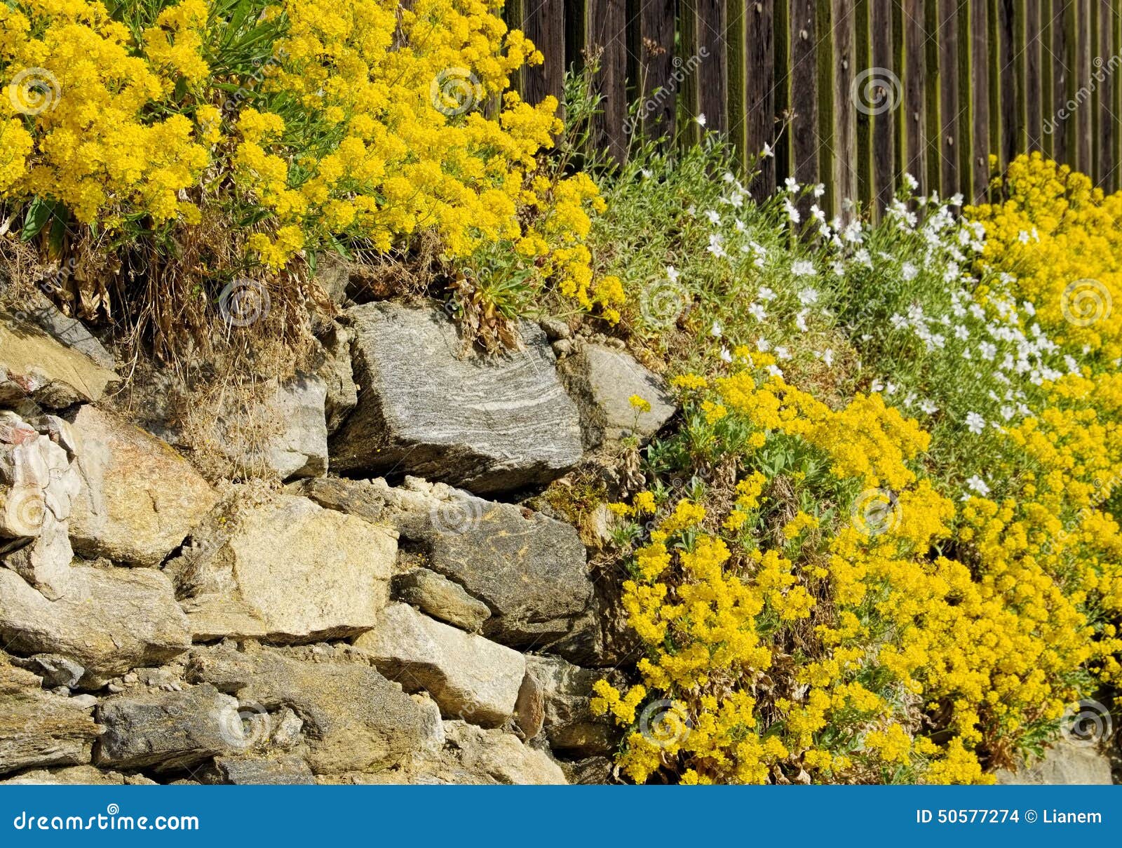 Alyssum saxatile stock photo. Image of dust, leaf, rockery - 50577274