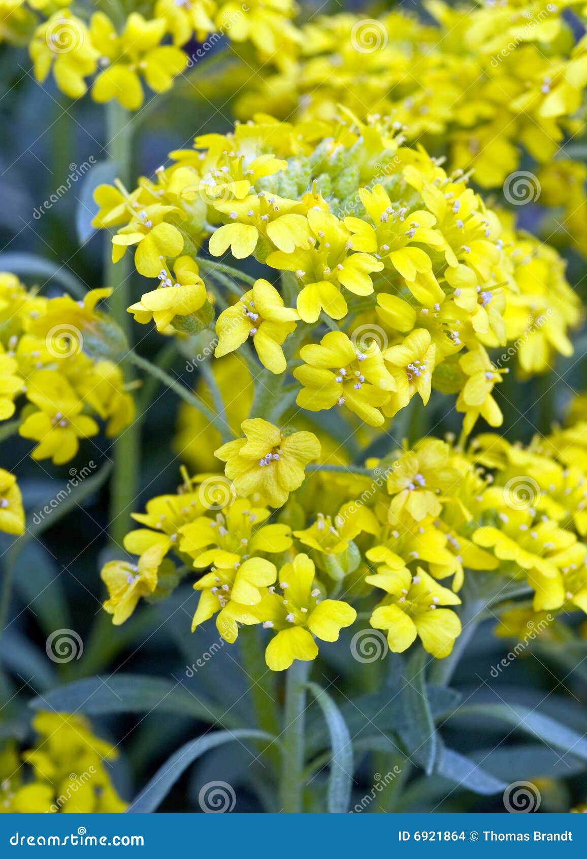 Yellow Alyssum flowers stock photo. Image of macro, alpine - 6921864
