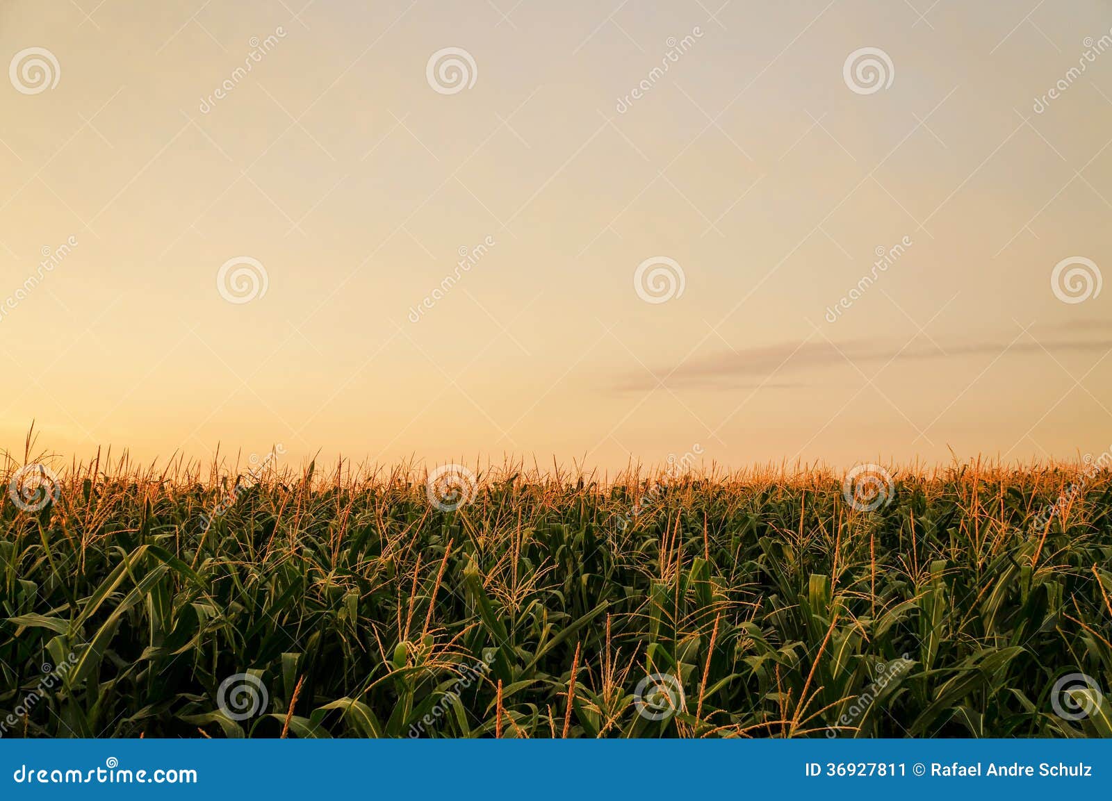 Amaize Fields stock image. Image of sundown, grow, green - 36927811
