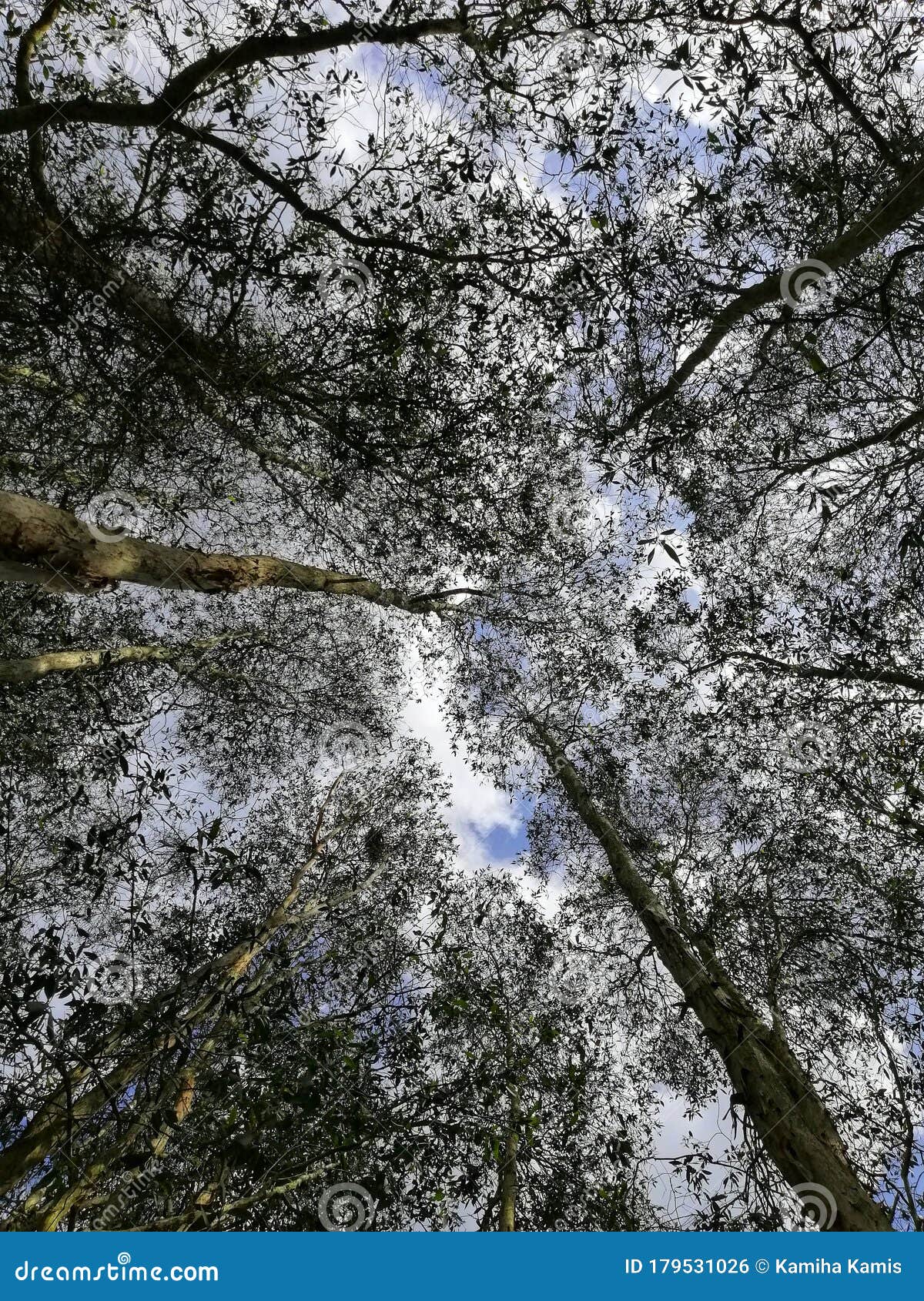 Amaizing Pattern View of Forest Trees with Its Leaves Ang Branches ...