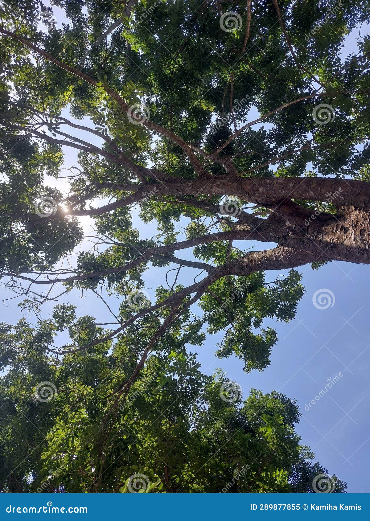 Amaizing View of Beautiful Big Tree in Melaka Stock Image - Image of ...