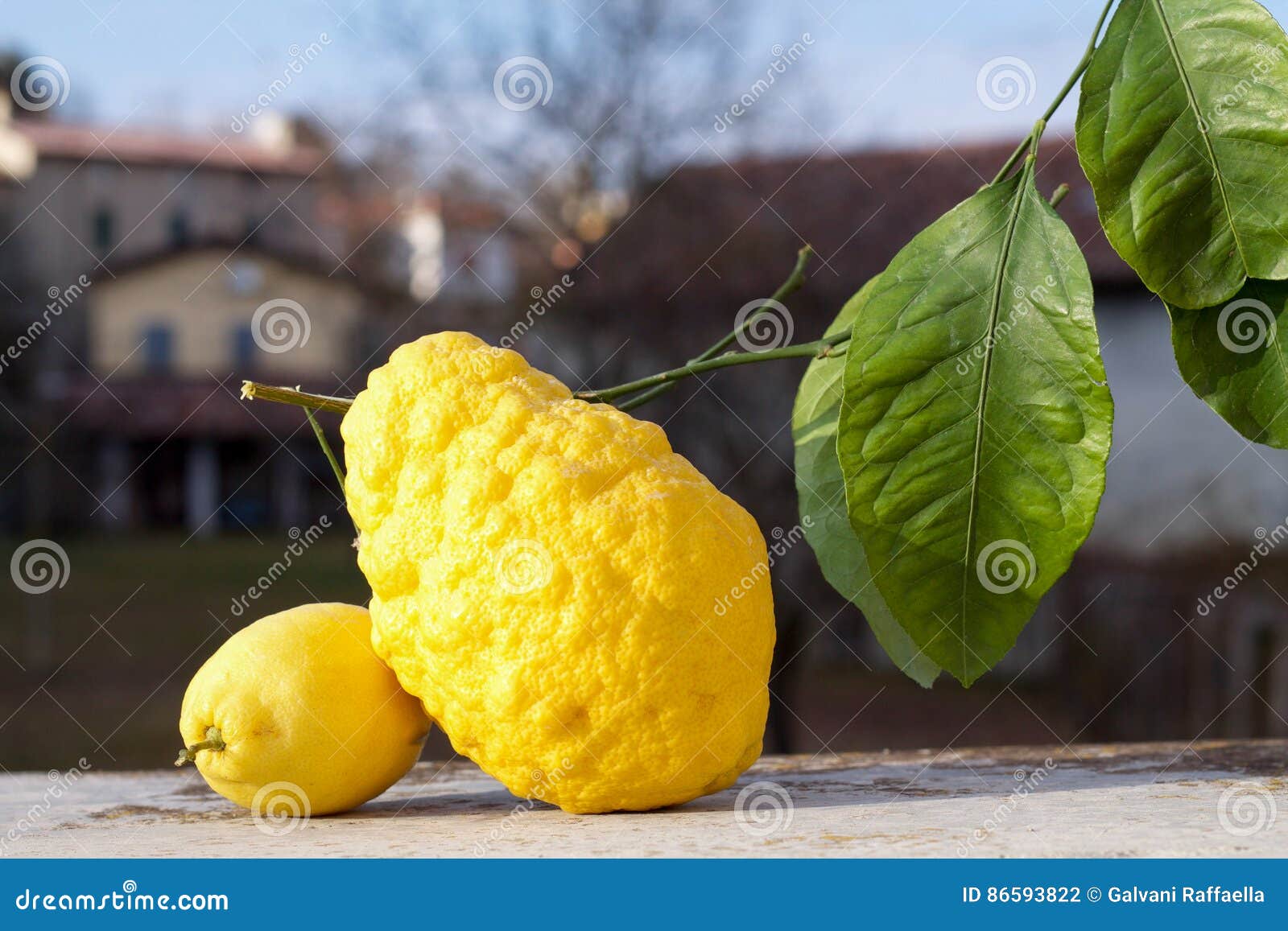 Amalfi Cedar and Lemon in the Country Stock Photo - Image of sorrento ...