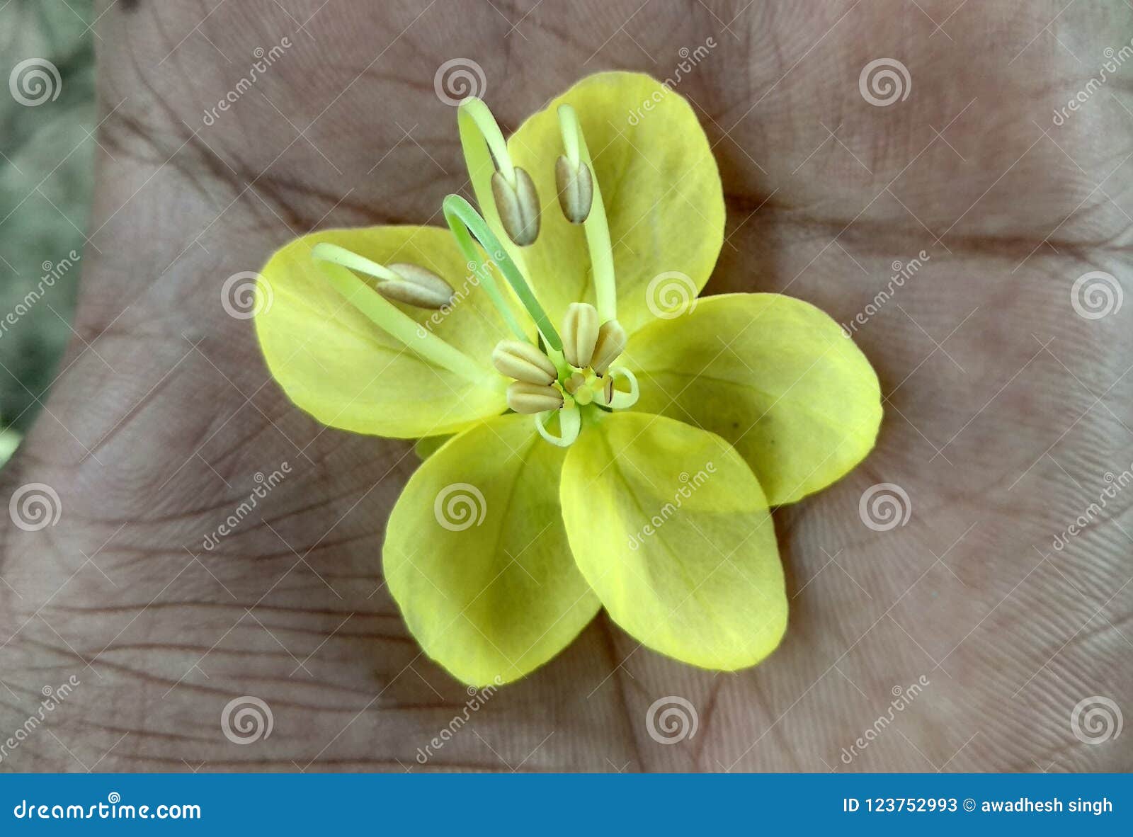 Amaltash flower stock image. Image of yellow, amaltash - 123752993