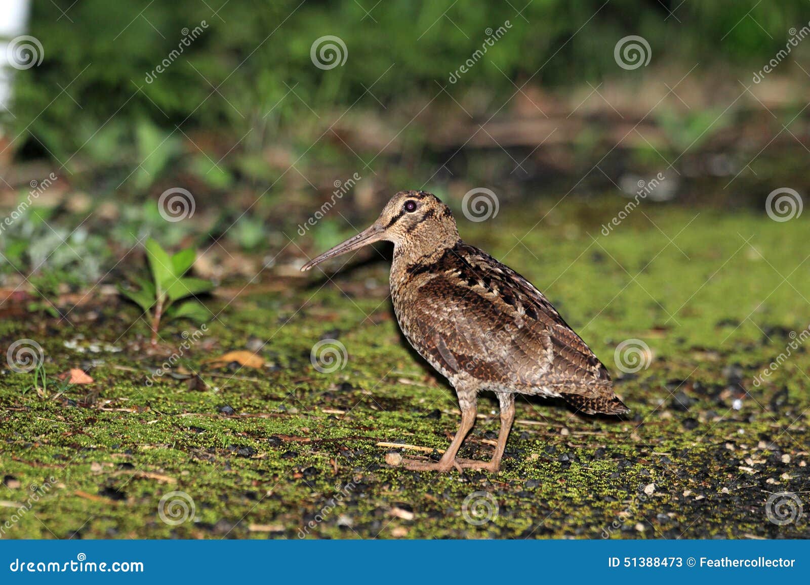 Waldschnepfe Stock Photos - Download 327 Images