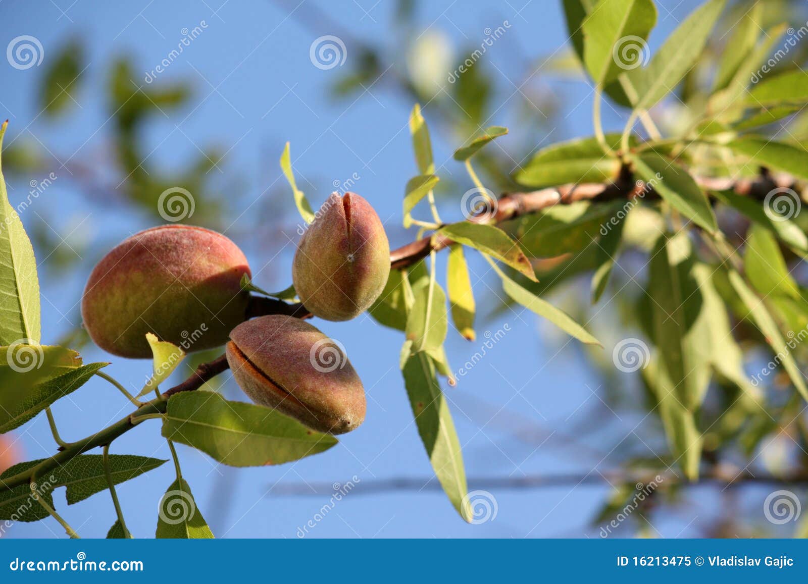 Amandel stock afbeelding. Image of voedings, seizoengebonden - 16213475