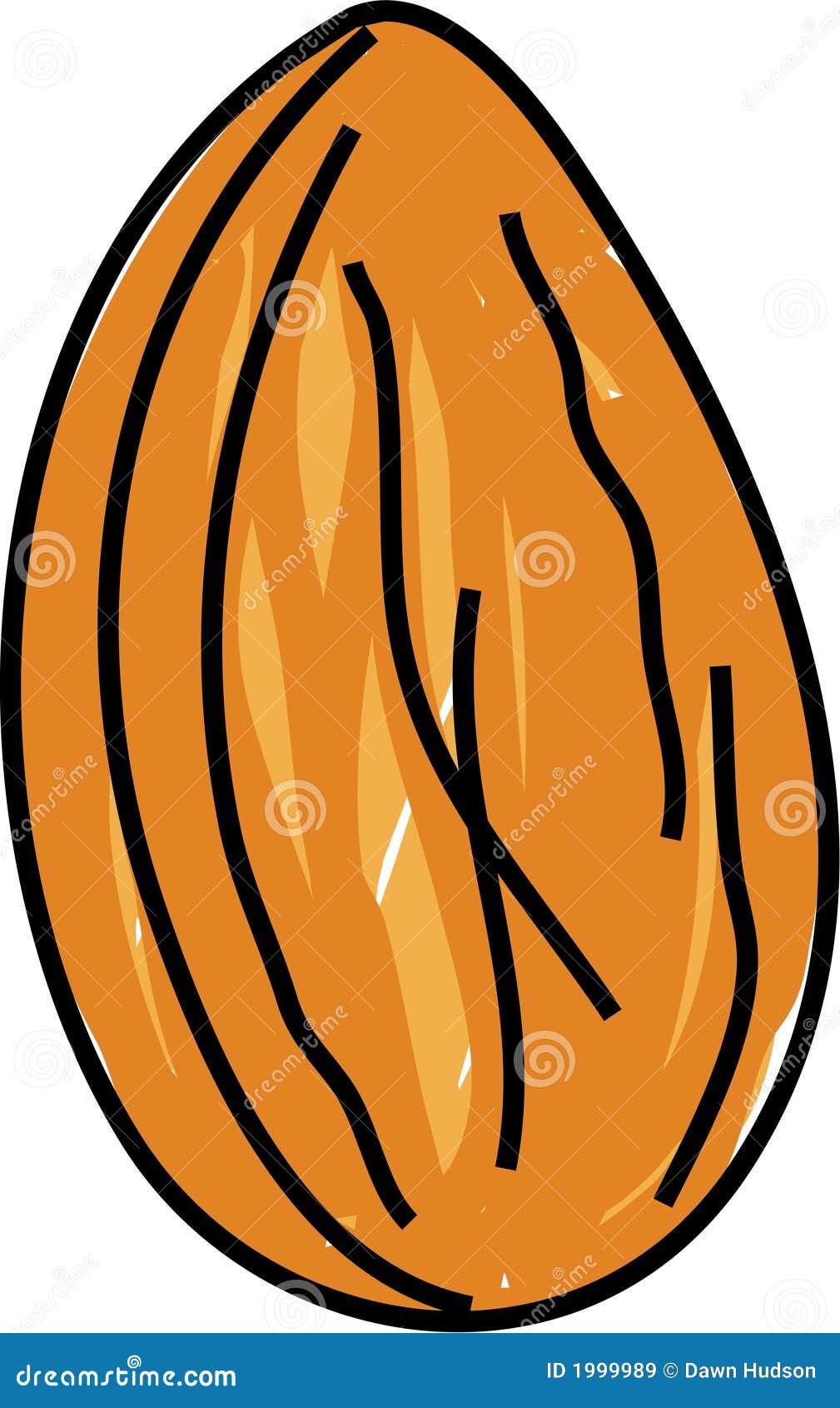 Amandel vector illustratie. Illustration of rijp, vrucht - 1999989