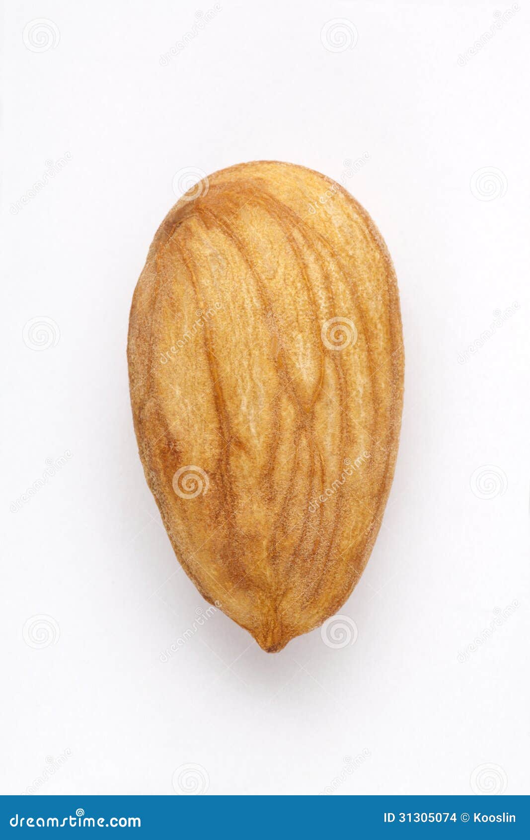 Amandel stock foto. Image of voeding, vers, installatie - 31305074