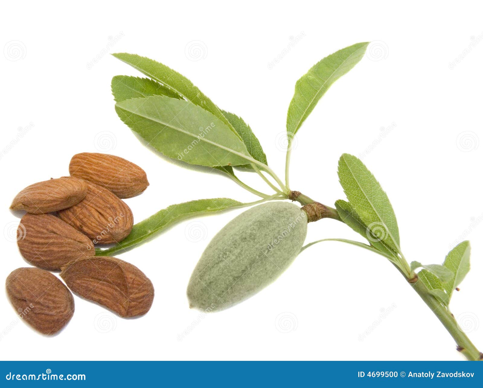 Amandel stock foto. Image of gezondheid, voedings, amandel - 4699500