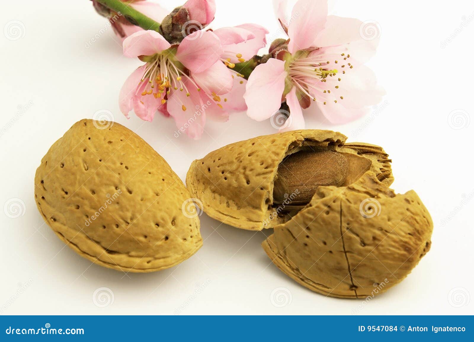 Amandel stock foto. Image of amandel, lente, noot, amaretto - 9547084