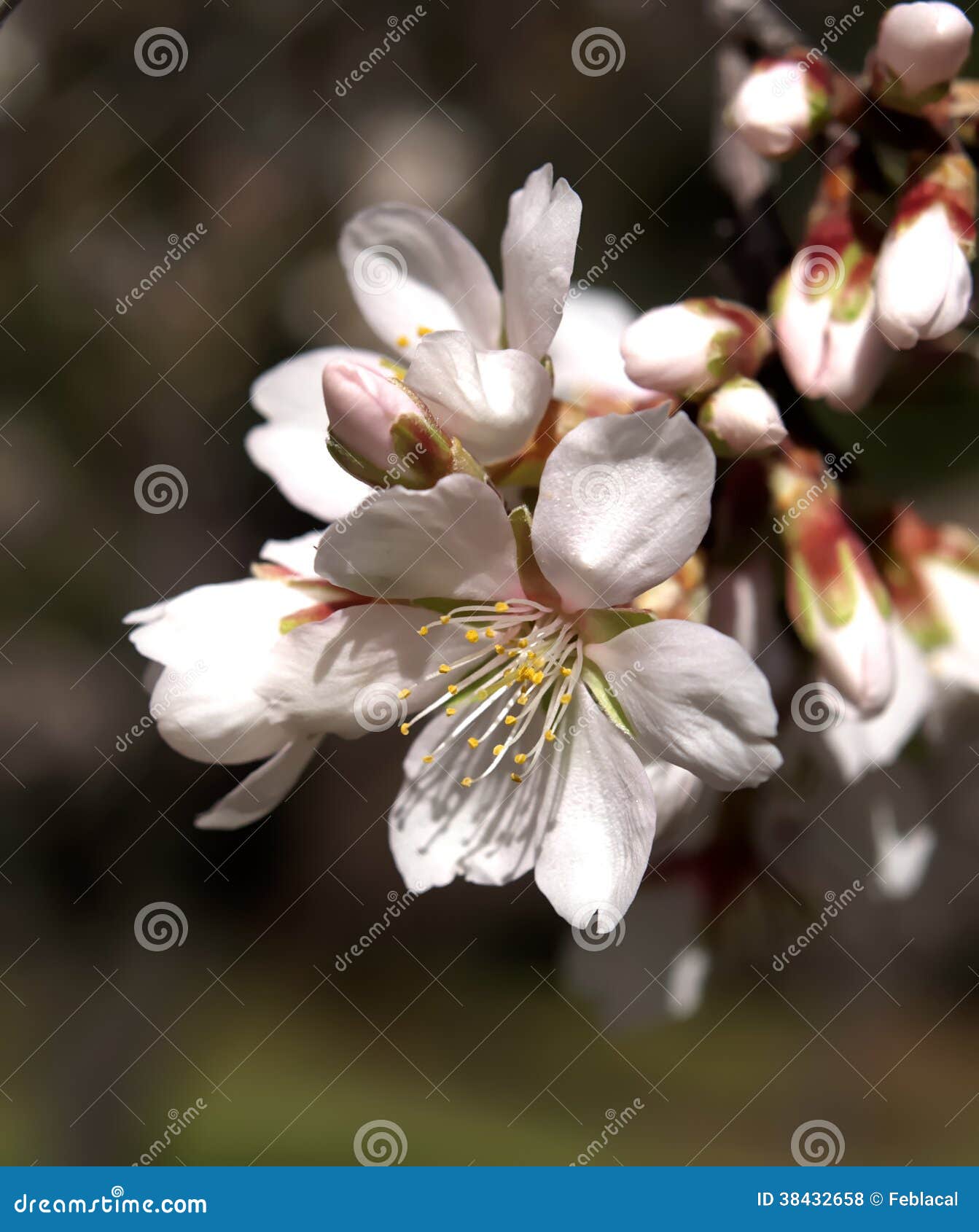 Amandelbloem stock foto. Image of decoratief, roze, botanisch - 38432658