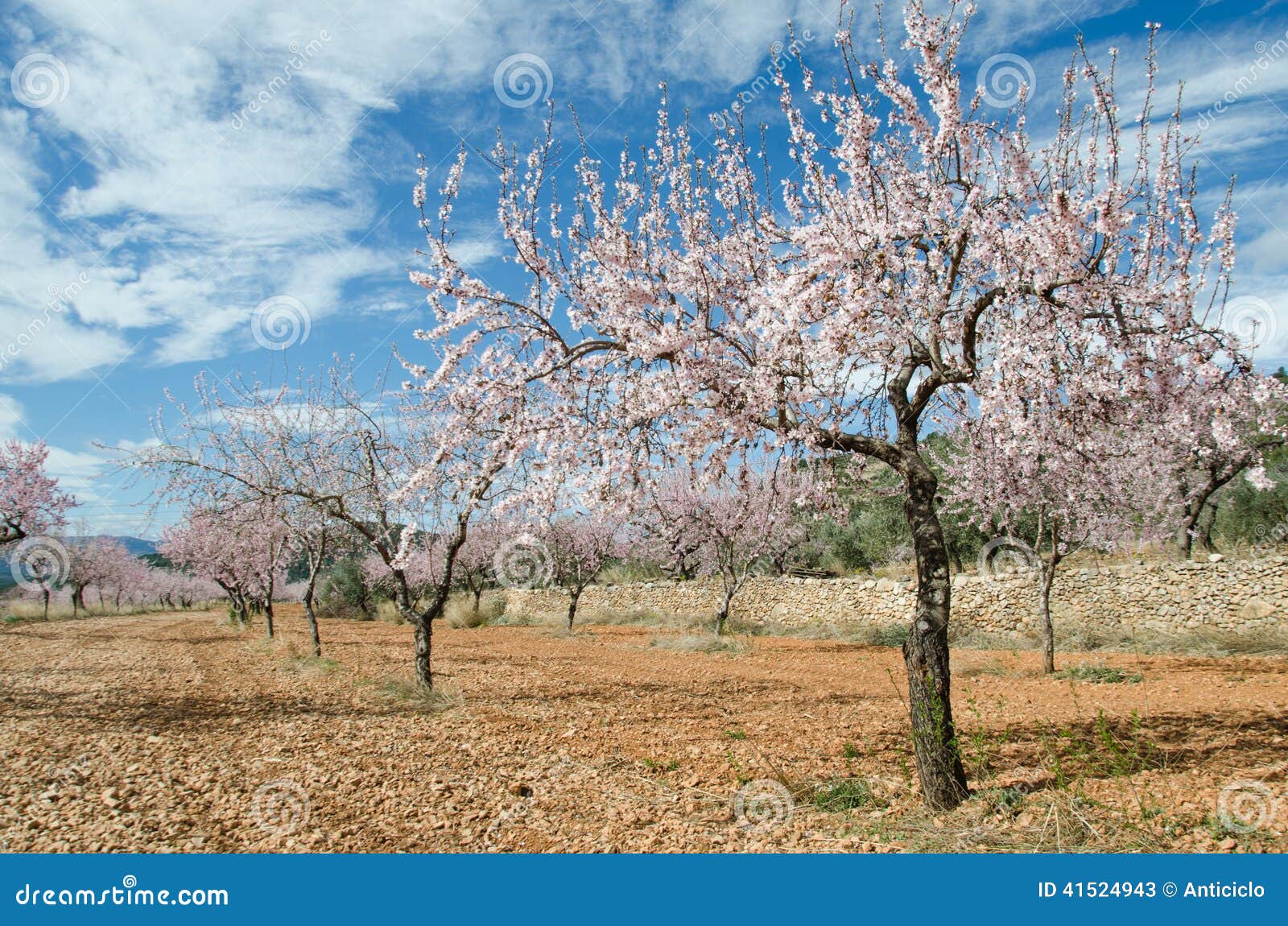 Amandelbloemen stock afbeelding. Image of lente, bomen - 41524943