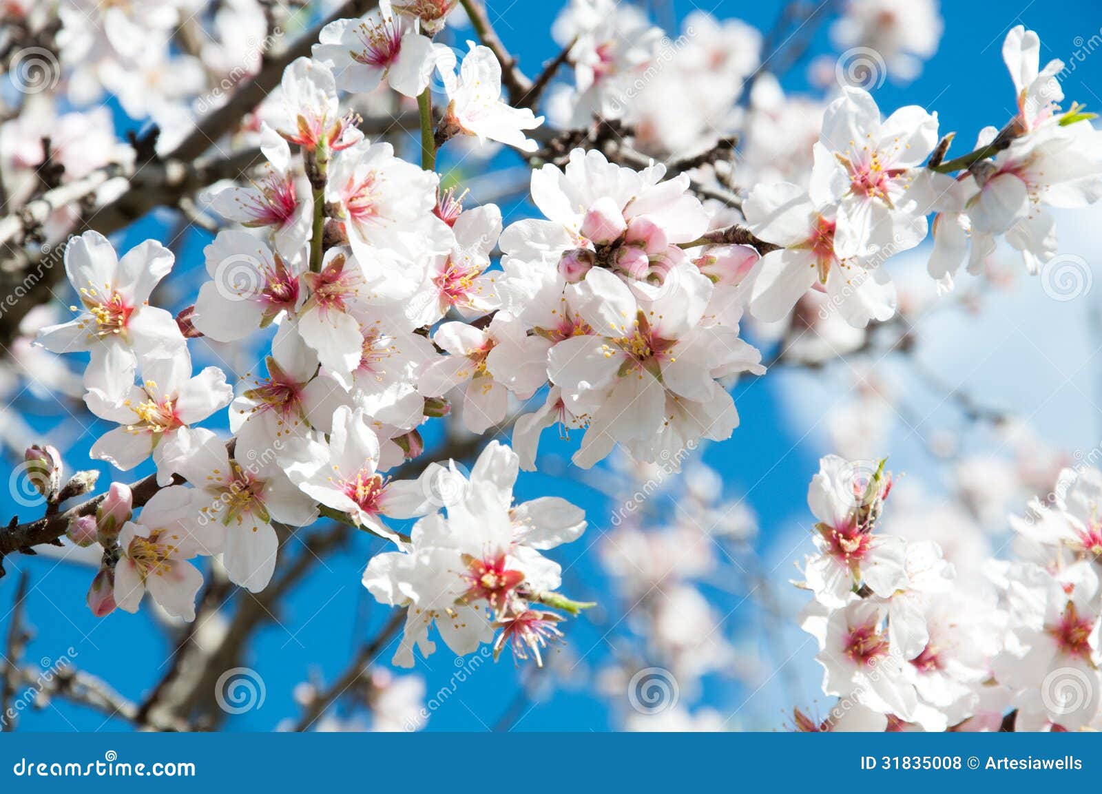 Amandelbloesem. stock foto. Image of bloesem, legende - 31835008