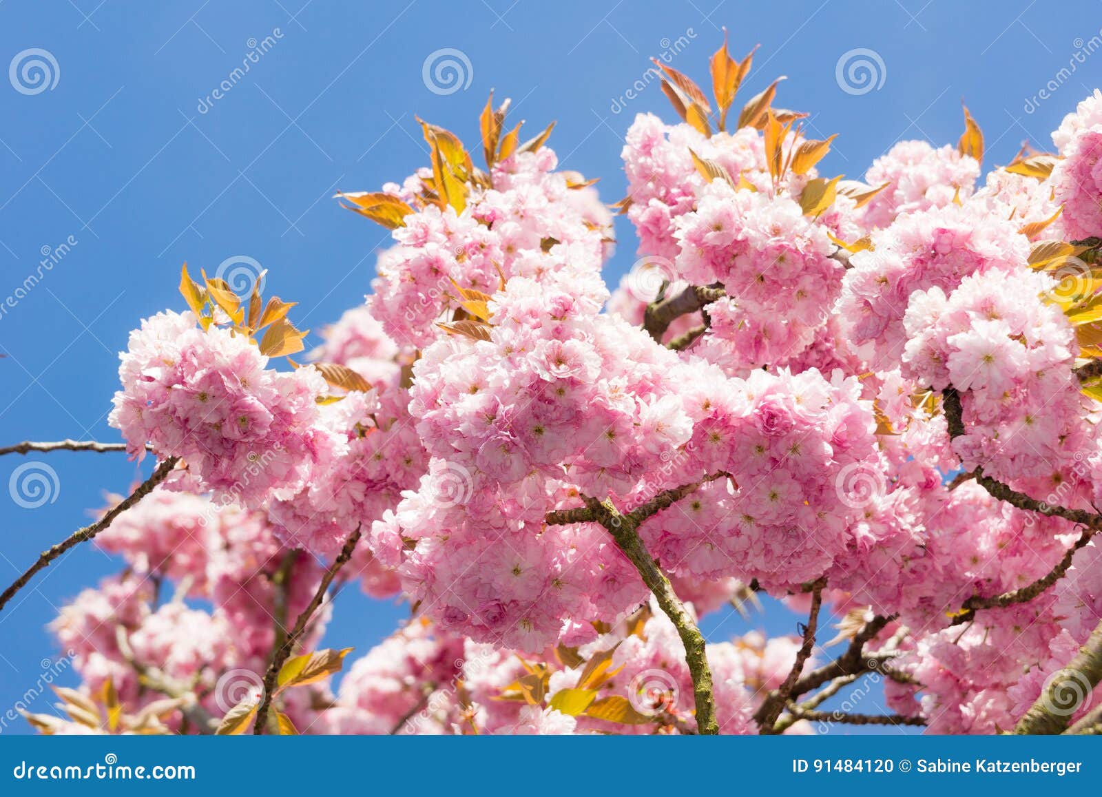 Amandelbloesem stock foto. Image of bloei, boom, bloeien - 91484120