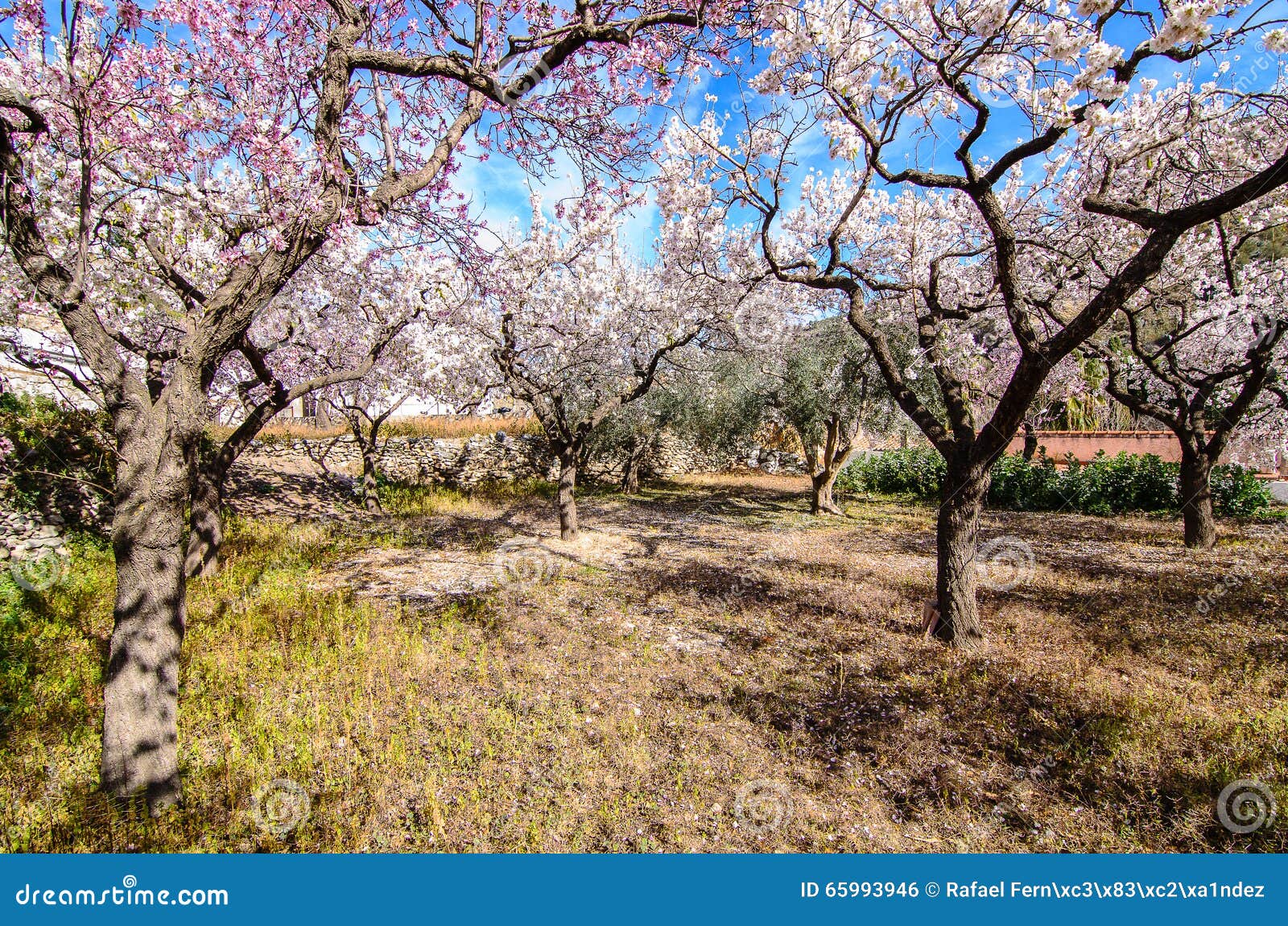 Amandelbomen stock foto. Image of bloem, landbouw, bloei - 65993946