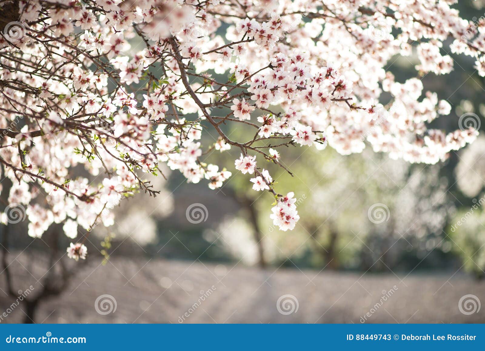 Amandelboom in Bloesem stock afbeelding. Image of bloemblaadje - 88449743