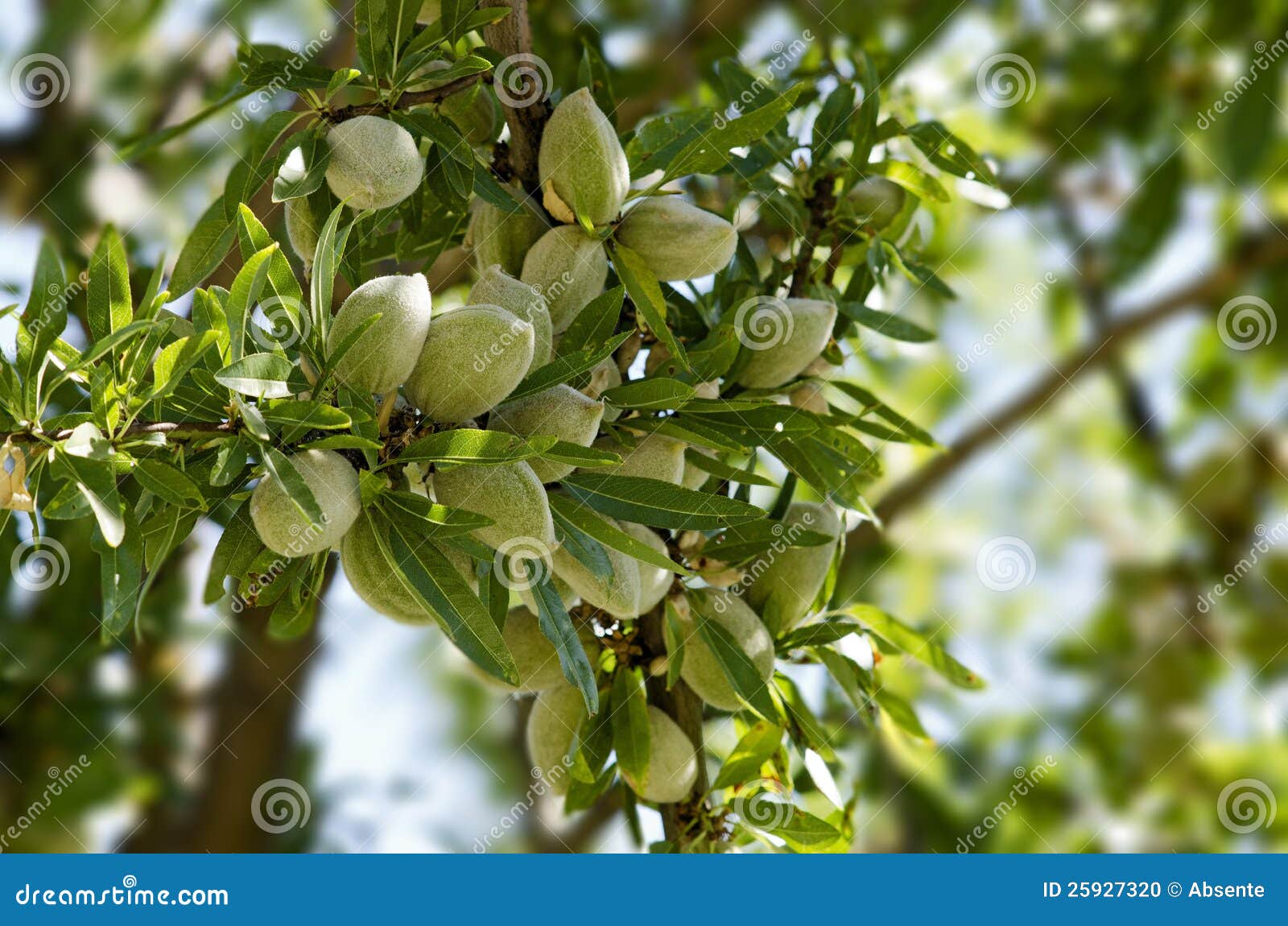 Amandelen stock foto. Image of noot, vrucht, amandel - 25927320