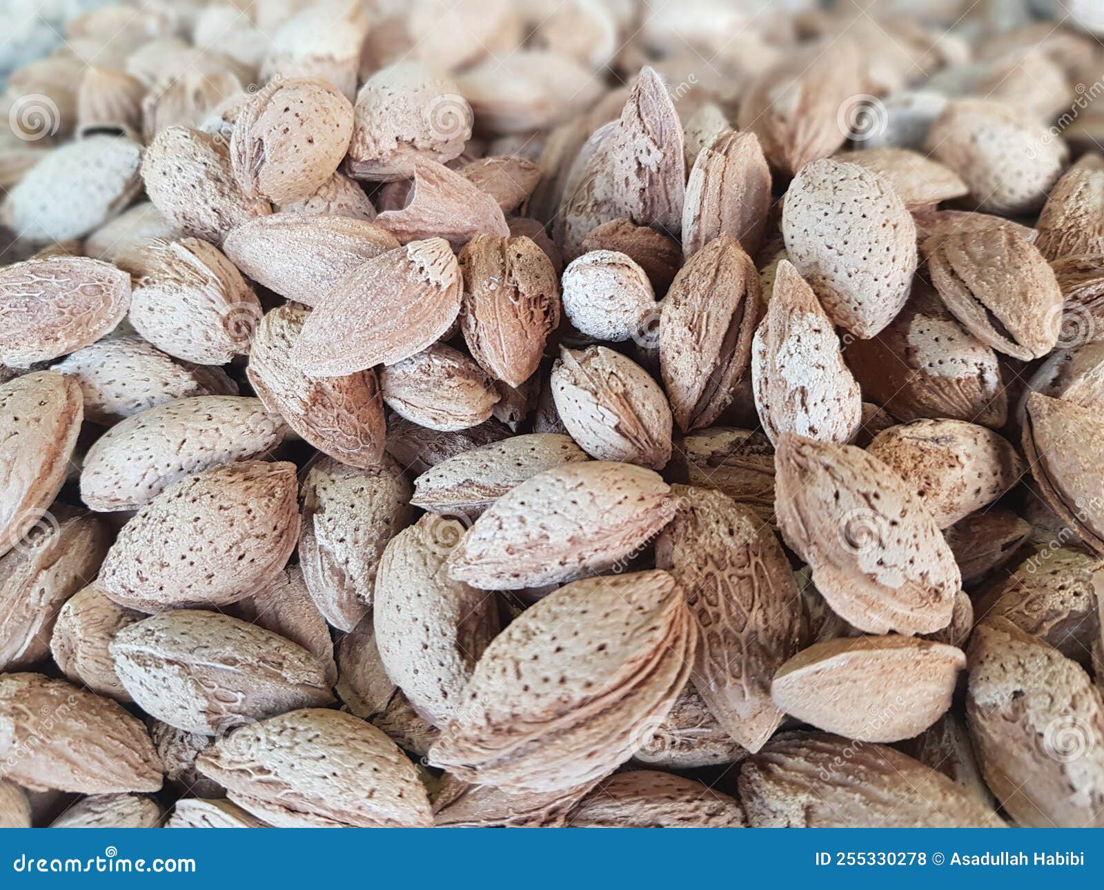 Amandelen Voor De Teelt Van Eetbare Notenbomen Stock Foto - Image of ...