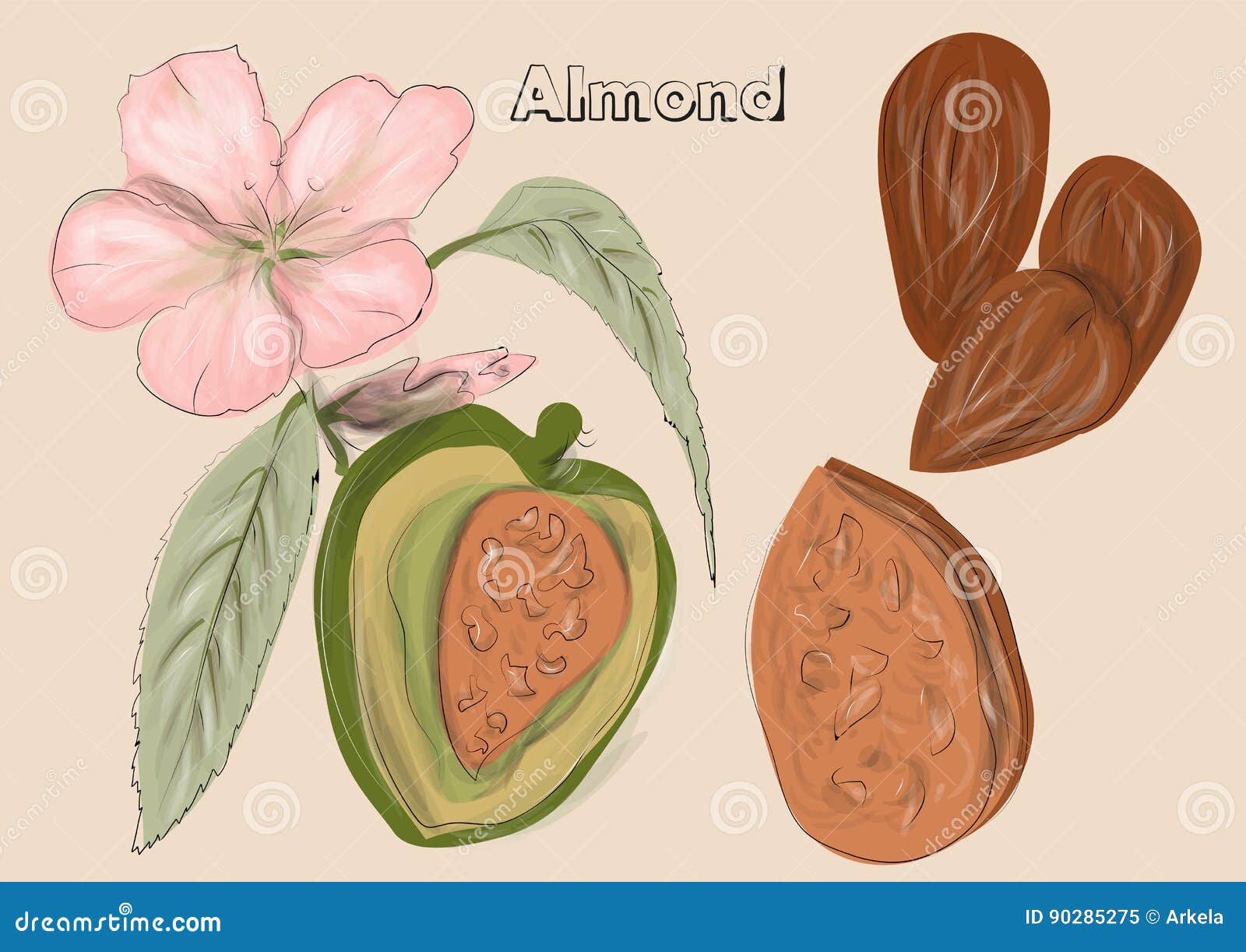 Amandes illustration stock. Illustration du nature, amande - 90285275