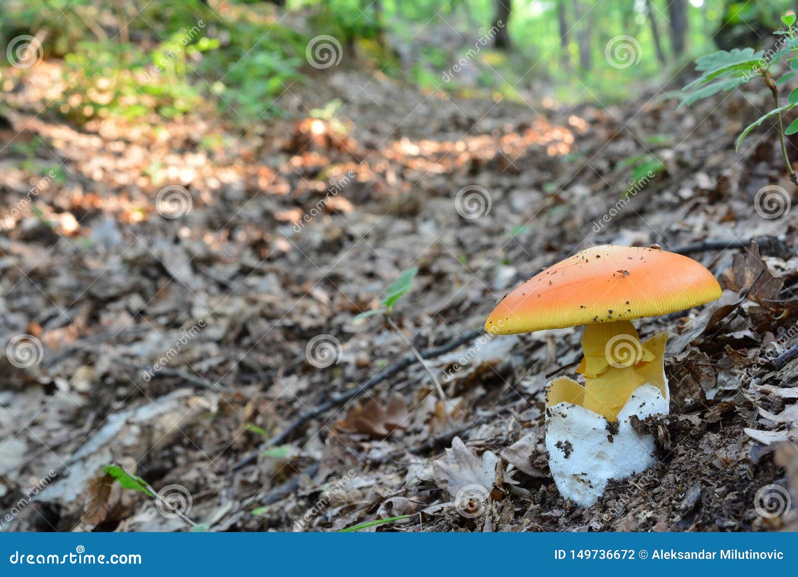 Amanita Caesarea or Caesar`s Mushroom in Oak Forest Stock Photo - Image ...