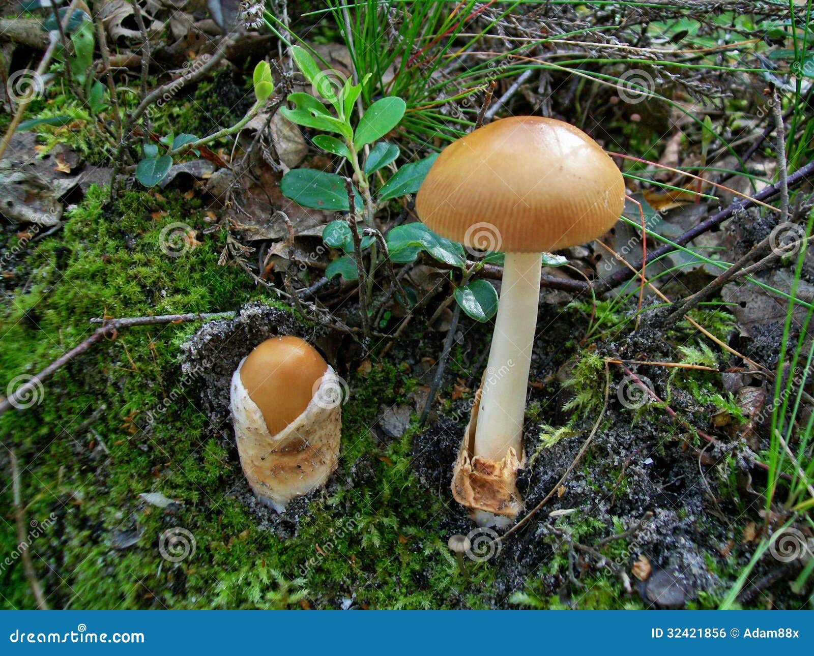 Amanita Fulva Mushroom, Also Known As The Tawny Grisette Royalty-Free ...