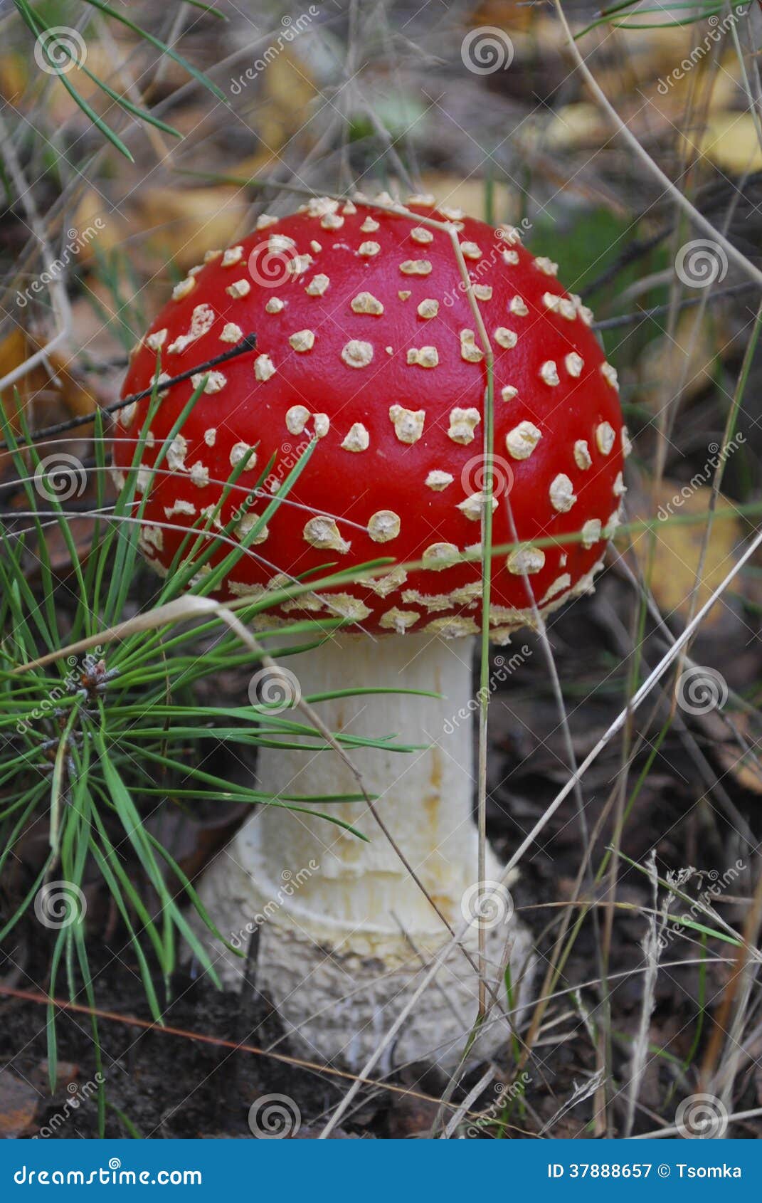 Amanita Growing Under a Pine Tree. Stock Image - Image of outdoors ...
