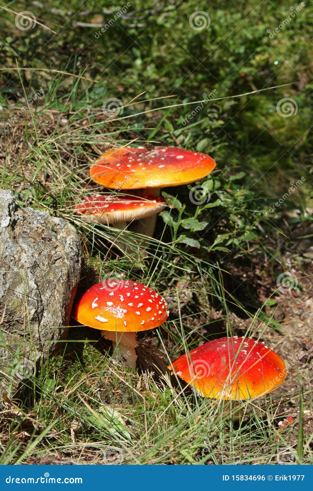 Amanita muscaria stock photo. Image of toadstool, poisonous - 15834696