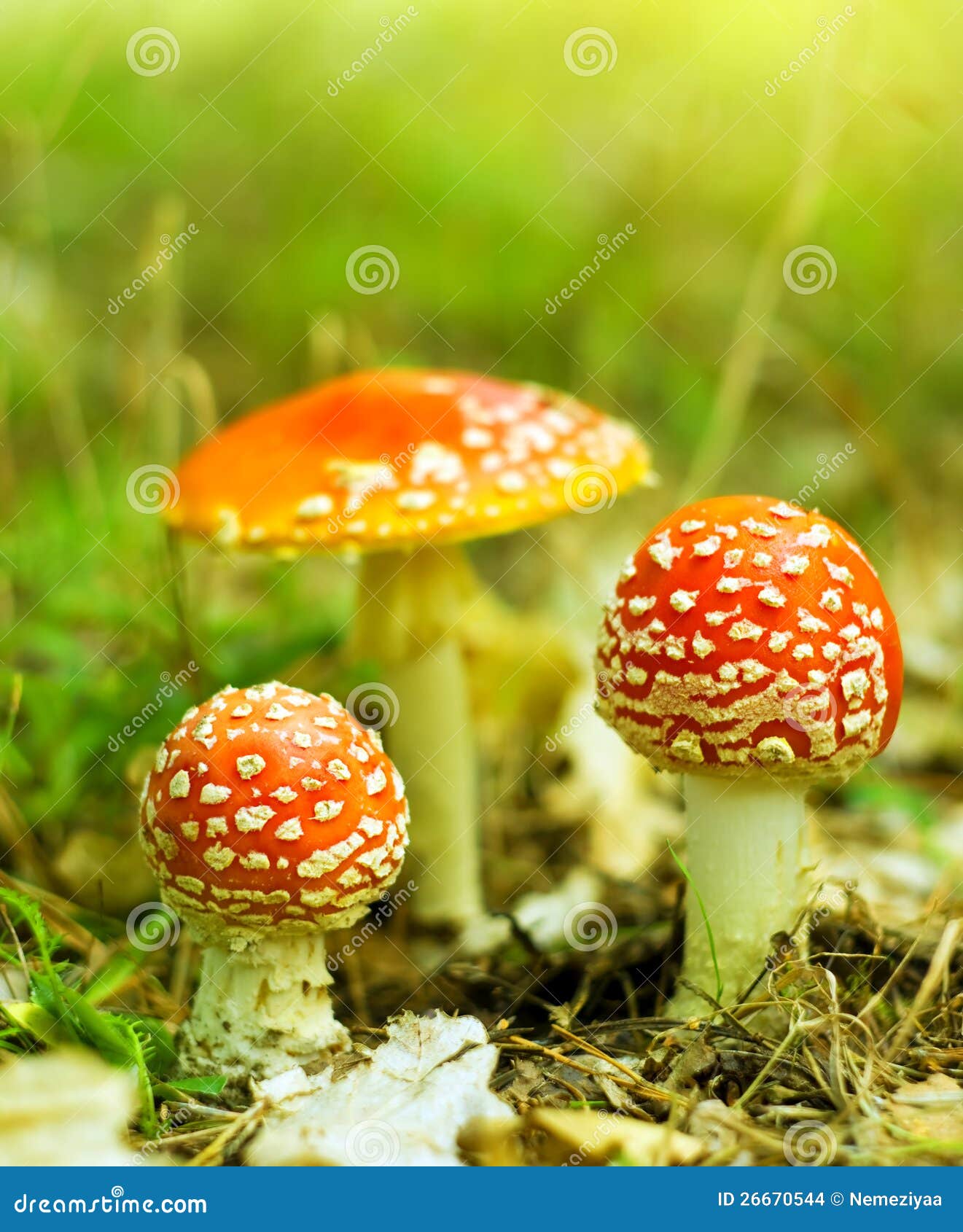 Amanita muscaria stock photo. Image of ground, agaric - 26670544