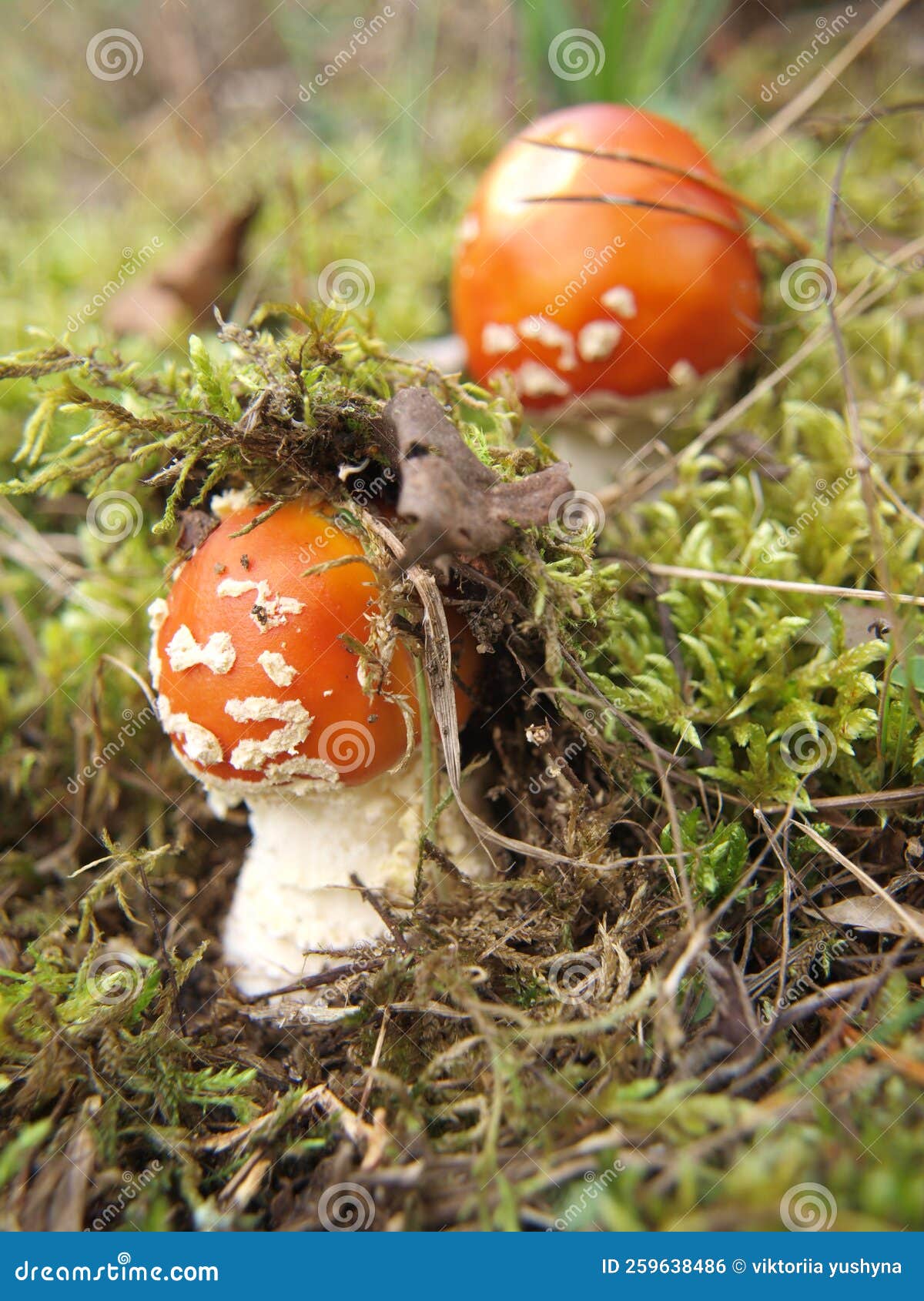 Amanita Muscaria Fly Agarik Stock Photo - Image of forest, insect ...