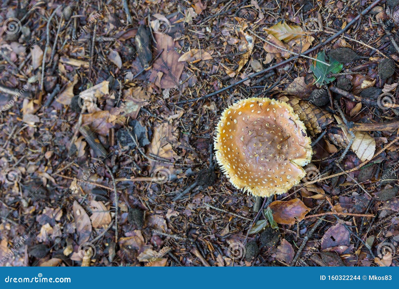 Top View of White Toadstool in a Forest Stock Photo - Image of grass ...