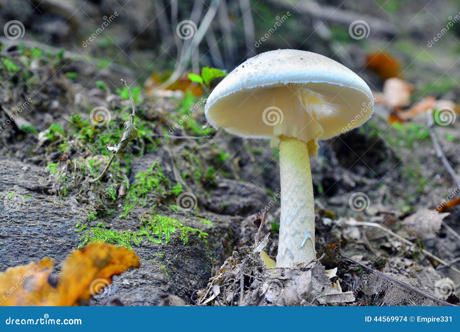 Amanita phalloides stock photo. Image of forest, death - 44569974