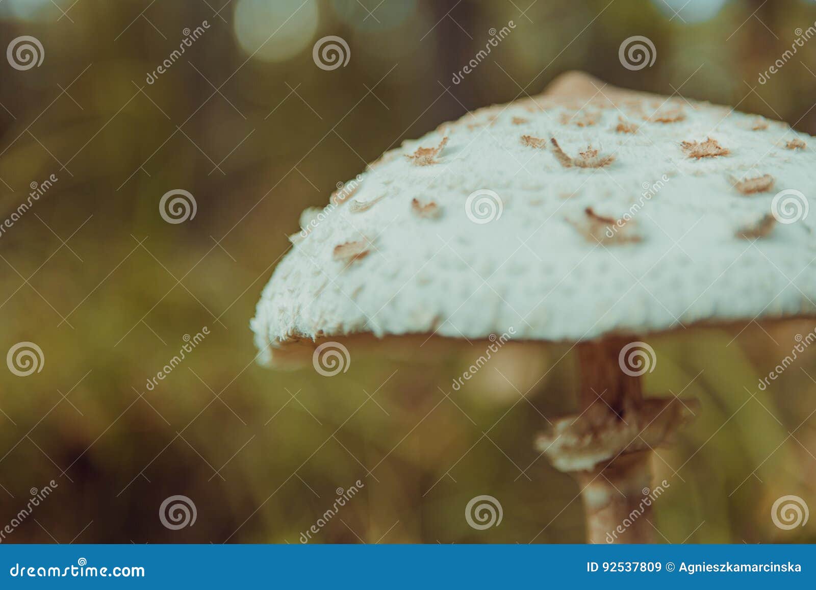 Amanita Phalloides, Known As the Death Cap Stock Image - Image of ...