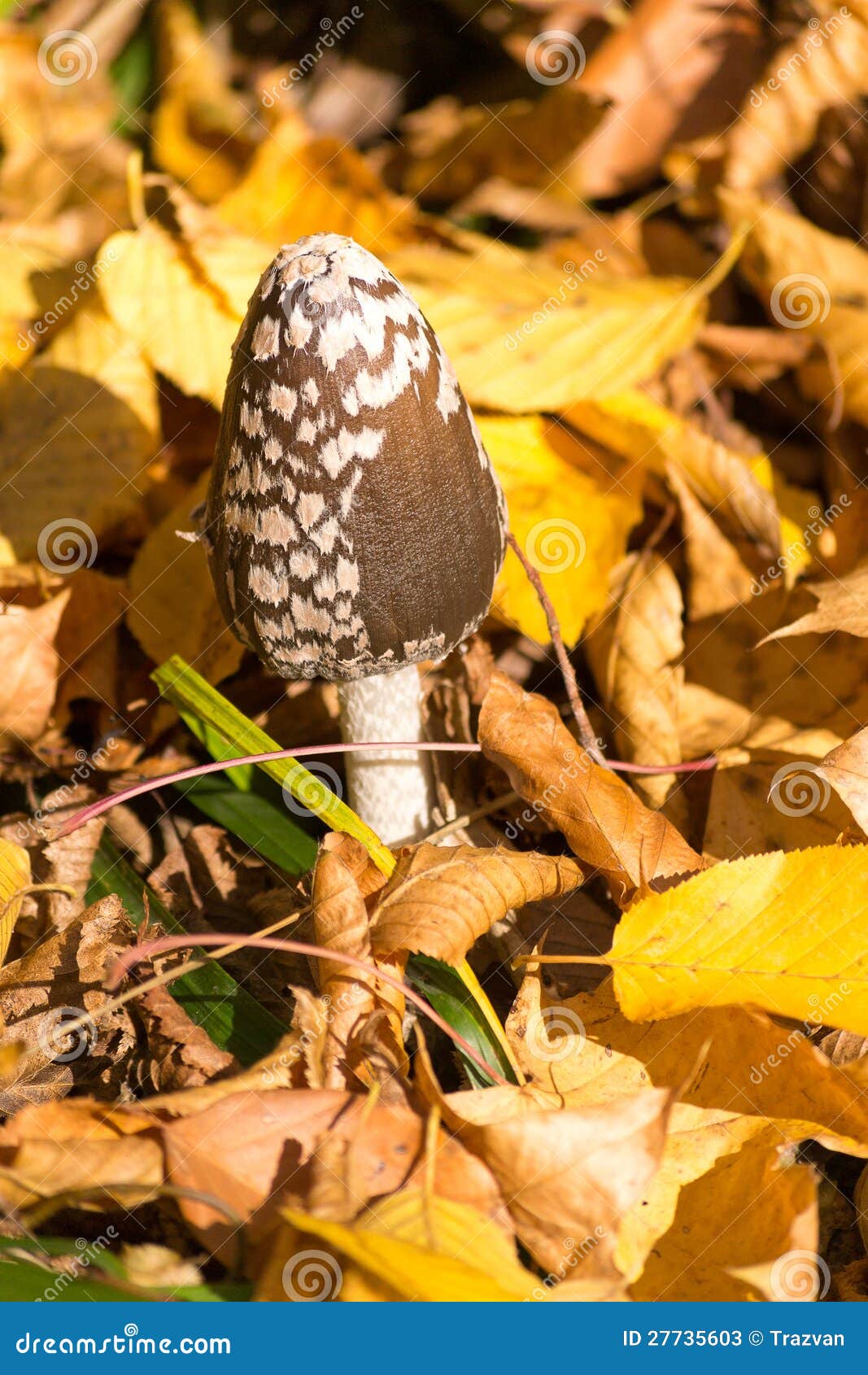 Amanita Poison Mushroom in Autumn Forest Stock Image - Image of brown ...