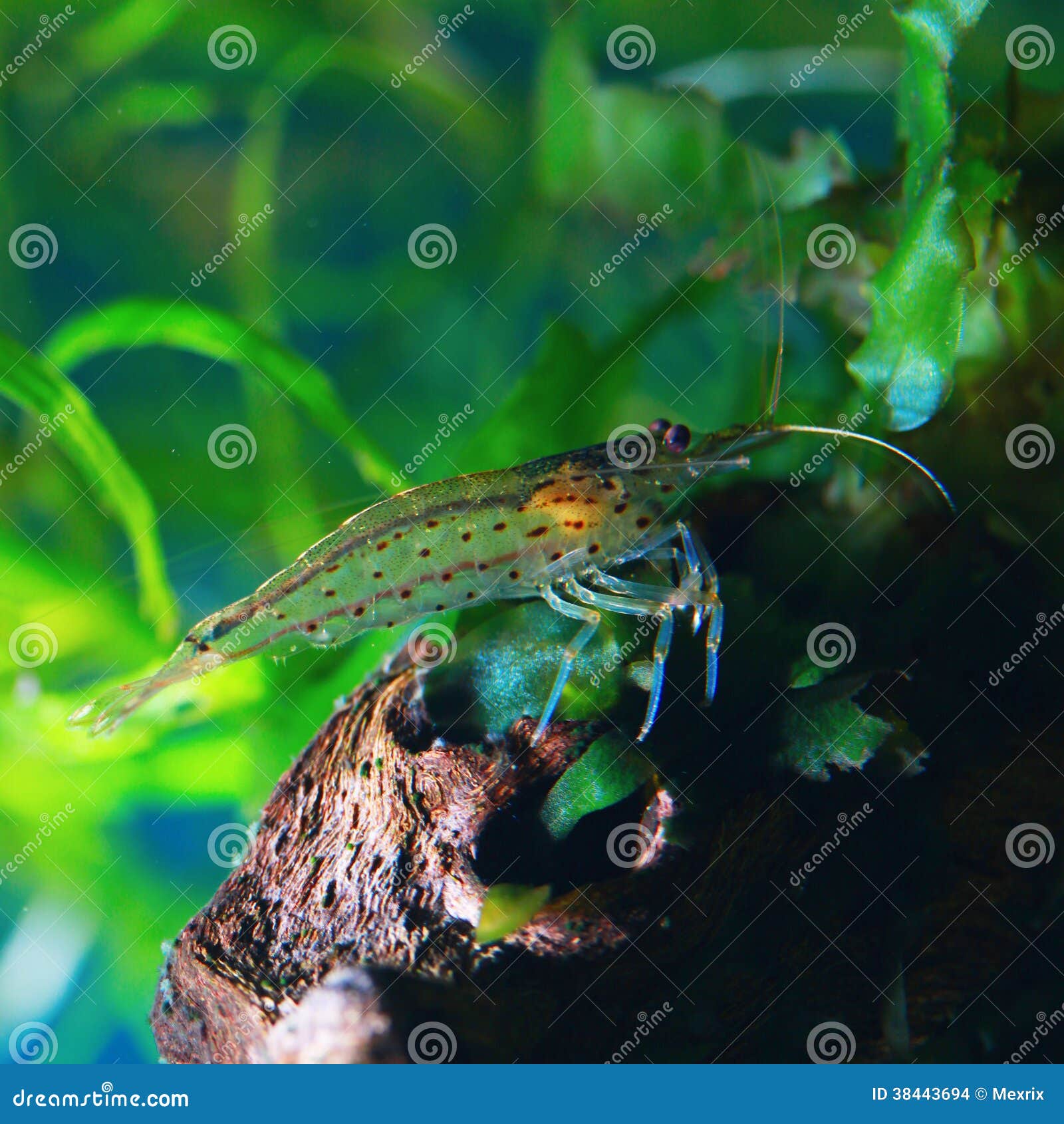 Amano shrimp stock photo. Image of freshwater, caridina - 38443694