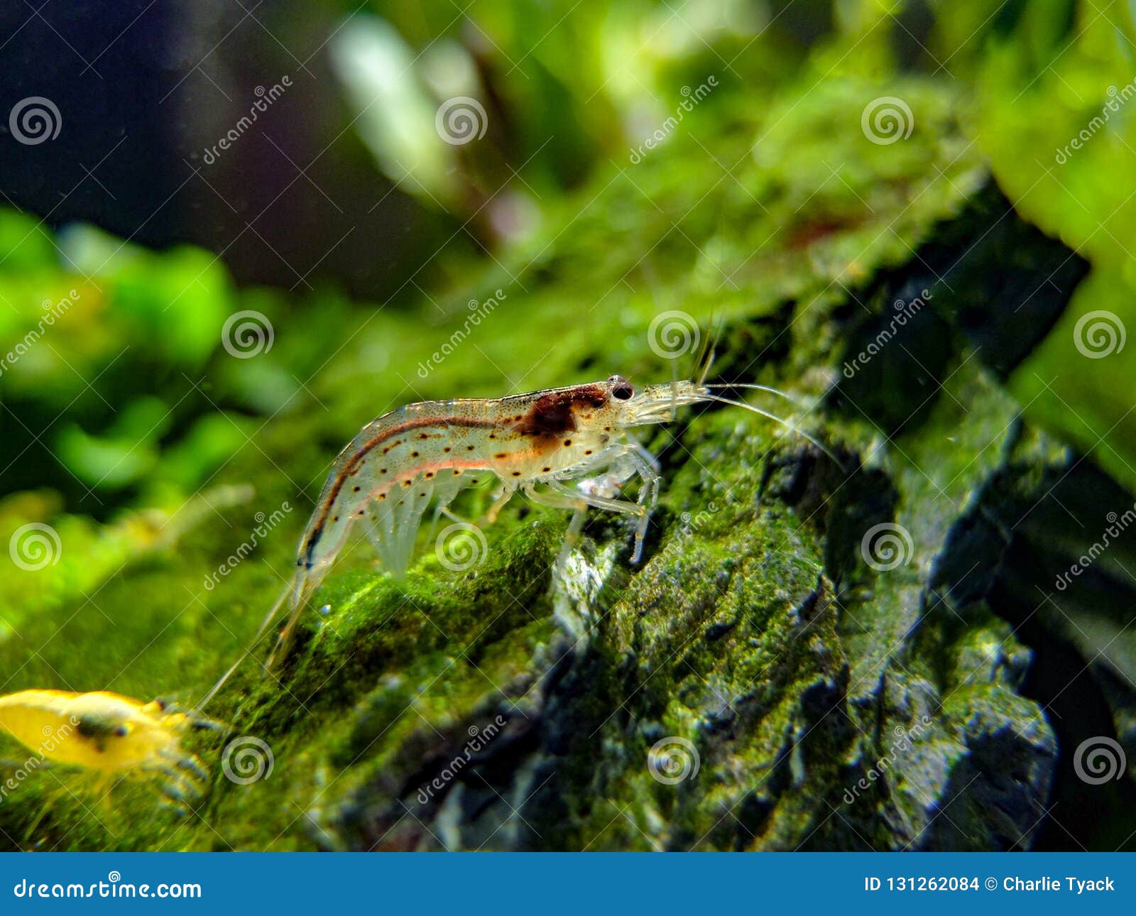 Amano Shrimp Arches Its Back after Shedding Its Shell. Stock Photo ...