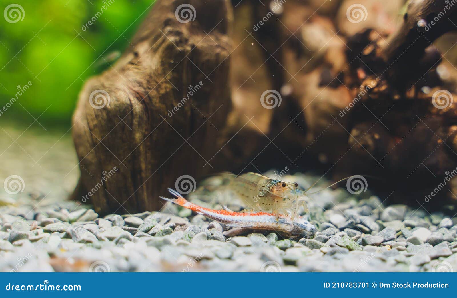 Amano Shrimps Eating Dead Neon Stock Image - Image of killed ...