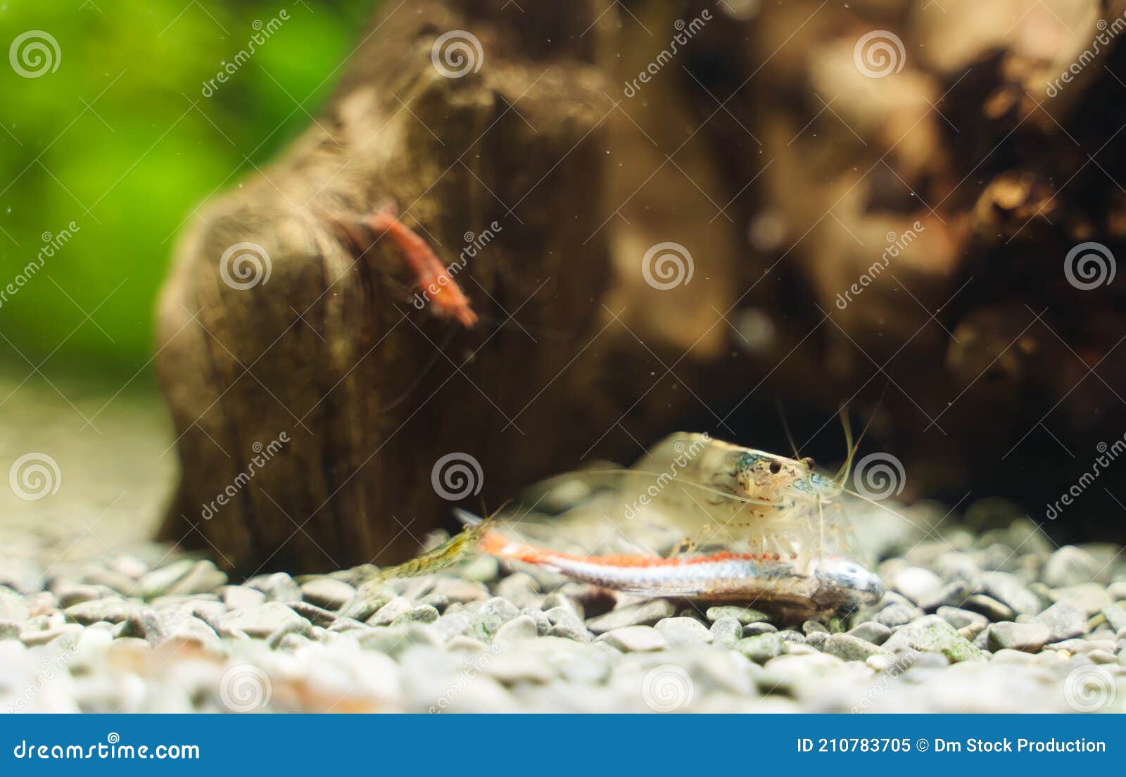 Amano Shrimps Eating Dead Neon Stock Image - Image of body, fish: 210783705