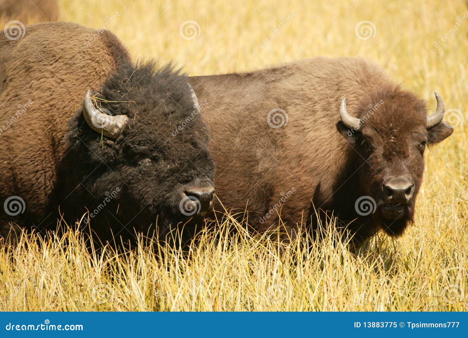Amantes del bisonte imagen de archivo. Imagen de animal - 13883775