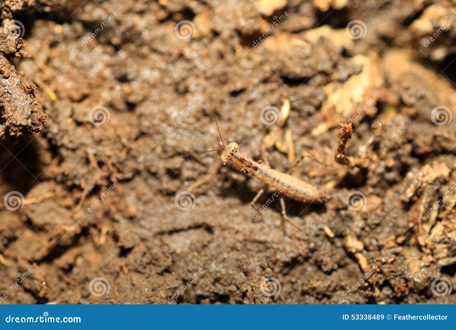 Amantis nawai mantis stock image. Image of forest, japan - 53338489