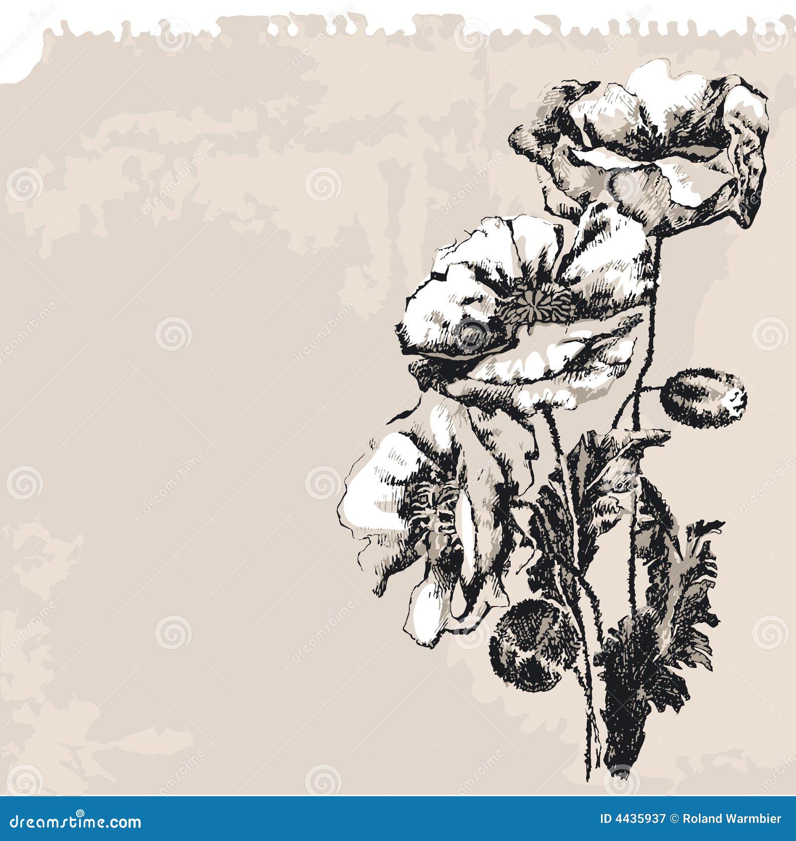 Amapola ilustración del vector. Ilustración de cubo, hermoso - 4435937