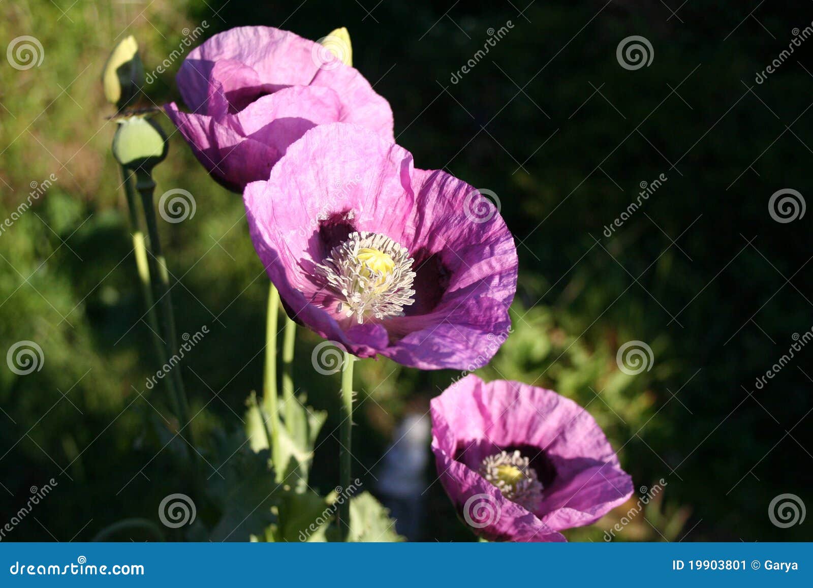 Amapola De Color De Malva Anual Imagen de archivo - Imagen de flor ...
