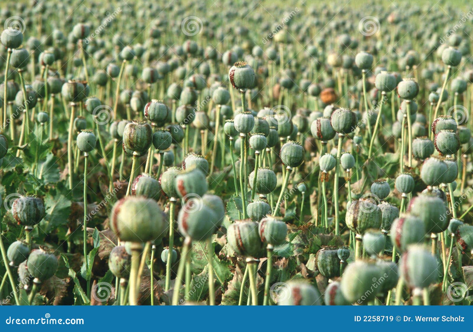 Amapola de opio imagen de archivo. Imagen de amapola, médico - 2258719