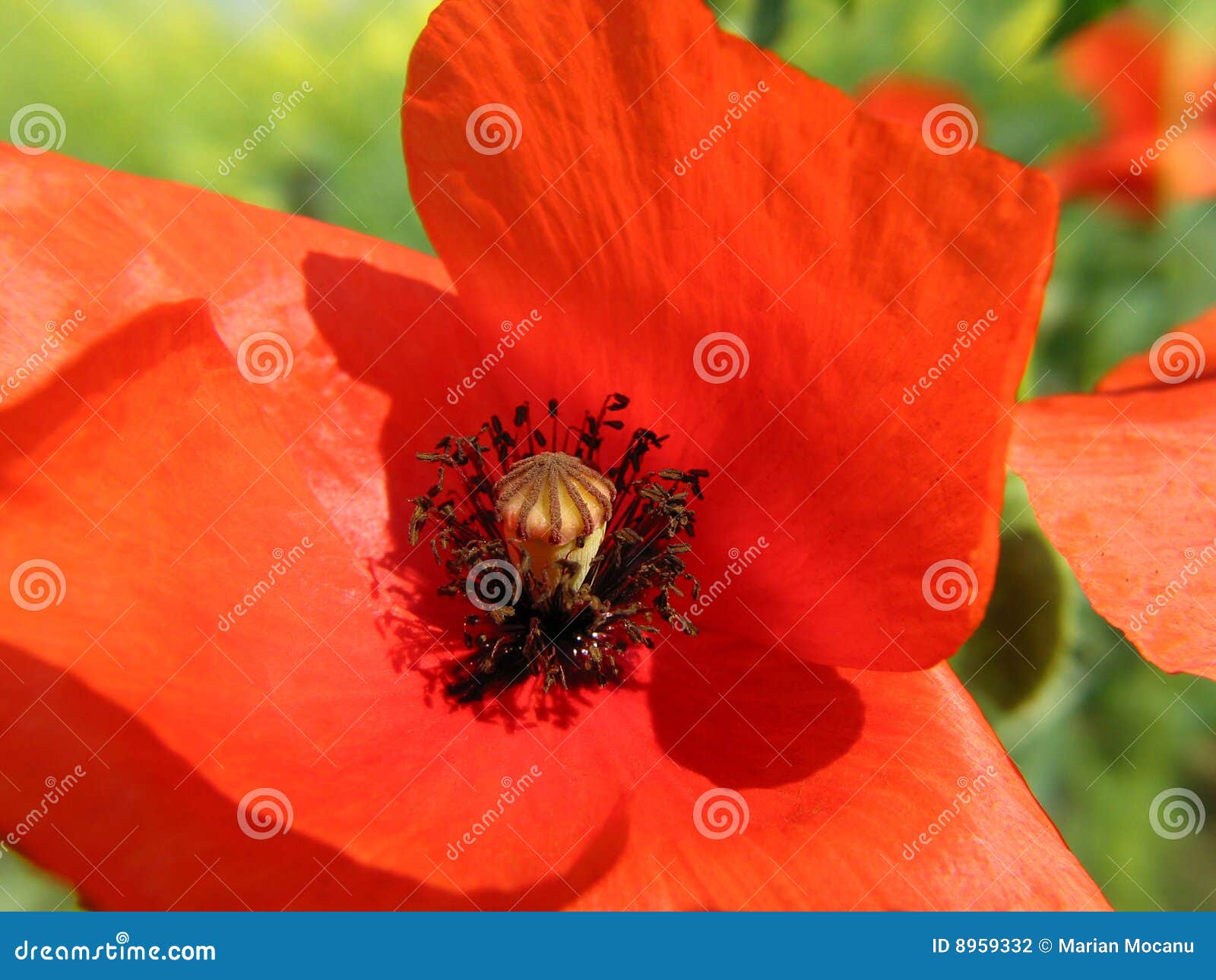 Amapola de opio foto de archivo. Imagen de resorte, flor - 8959332